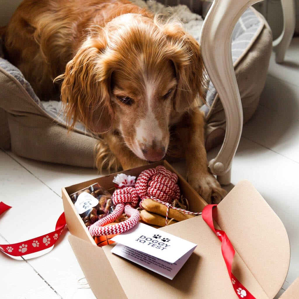 Pet Gift Ideas For Holiday Celebrations Pet Gift Ideas For Holiday Celebrations